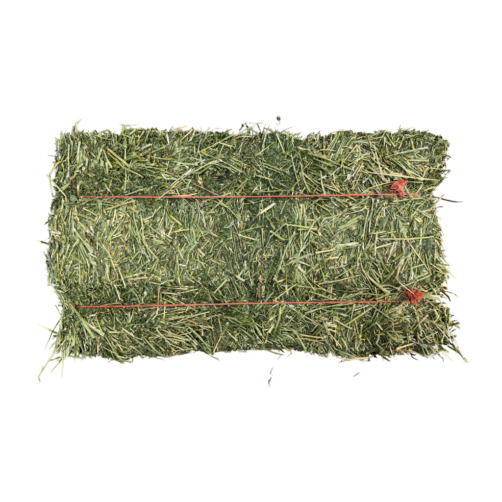 Alfalfa Standard Hay Bale Forage – Pittsboro Feed